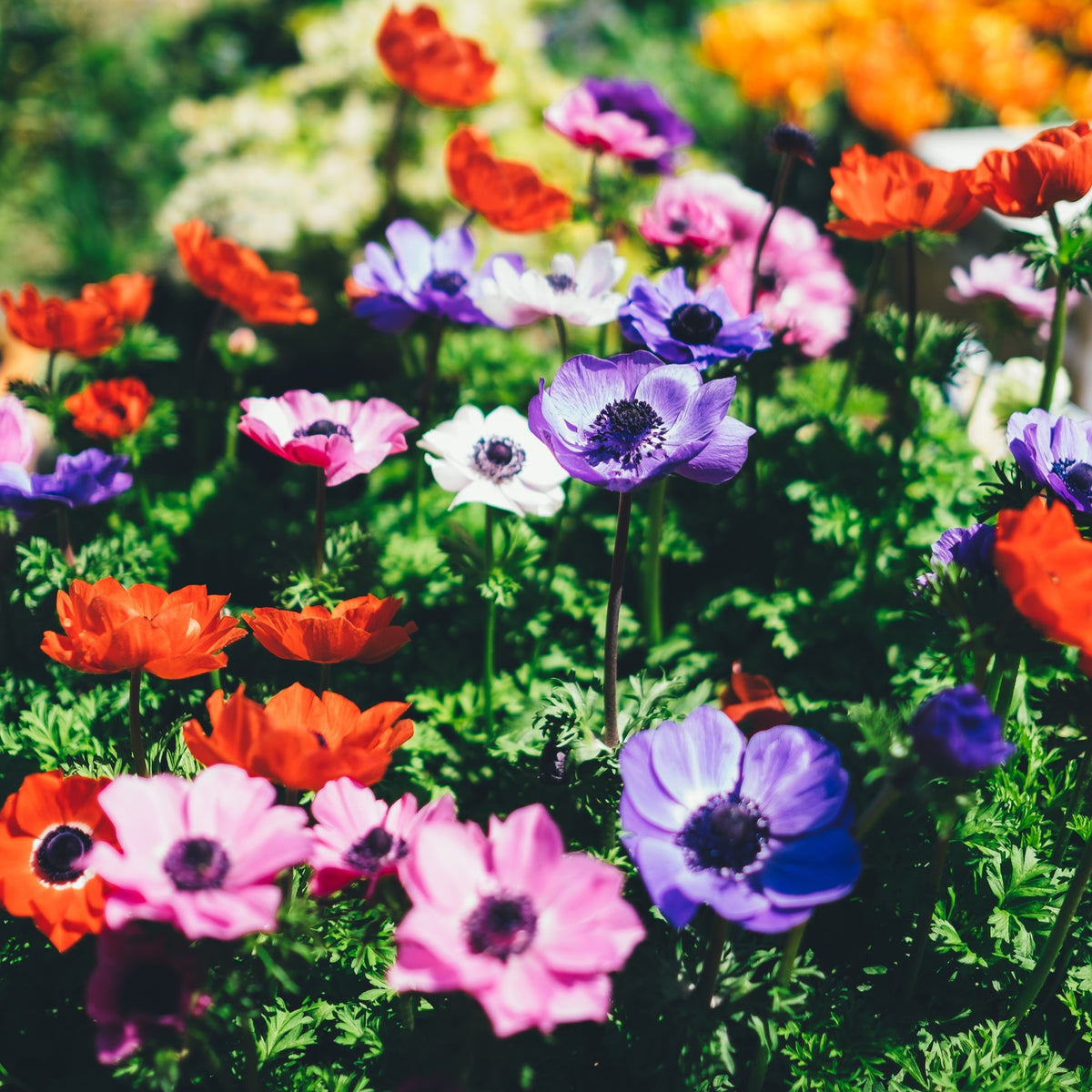 The Joyous Festival of Ridvan: An Introduction